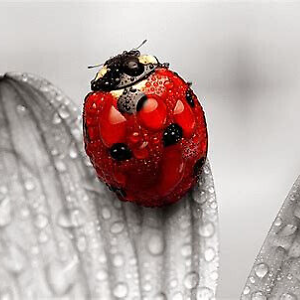 Katie Bug's Bookshelf | eBay Stores