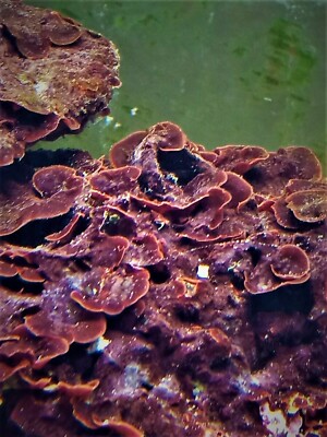 Red Coraline Frag/Marine Bacteria/ Live Coral Rock/Marine Algae Plants ...
