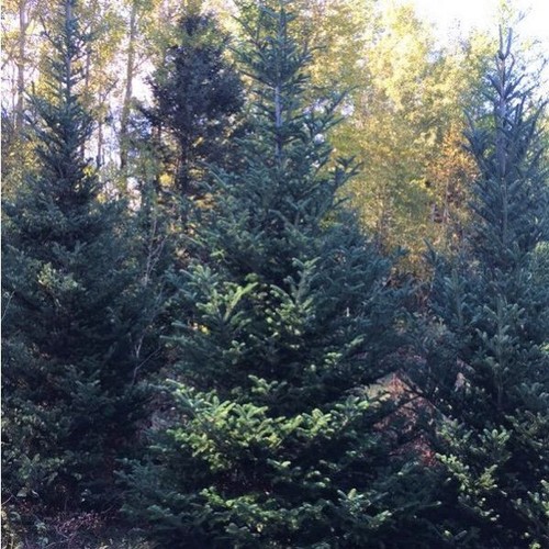 Fraser Fir Bare Root Tree seedlings Christmas Tree Landscape Ships ...