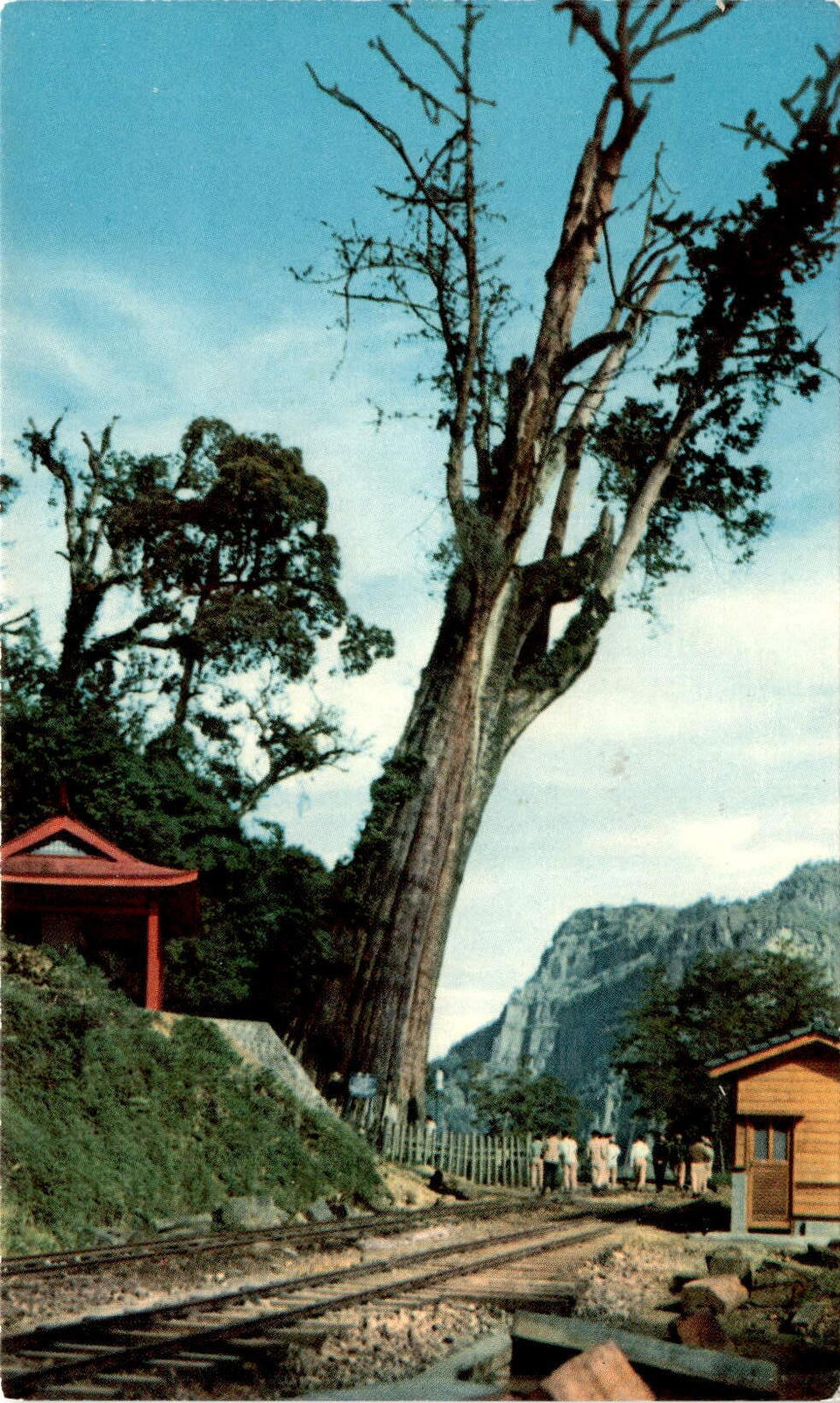 Mount Ali, Taiwan, Sacred Tree, Kuomintang, Republic of China, 1974 ...