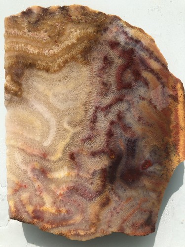 3 5/8” Petrified Coral Slab Red Pink White Fossil Rough Lapidary ...
