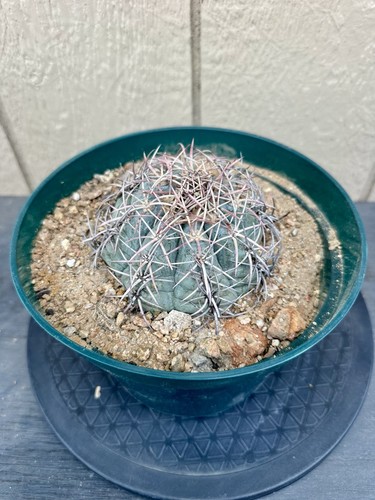 Echinocactus Horizonthalonius Devil's Head Cactus WYSIWYG | eBay