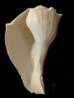 Lightening Whelk Trumpet Seashell Large Conch Huge Shell Large 11" | eBay
