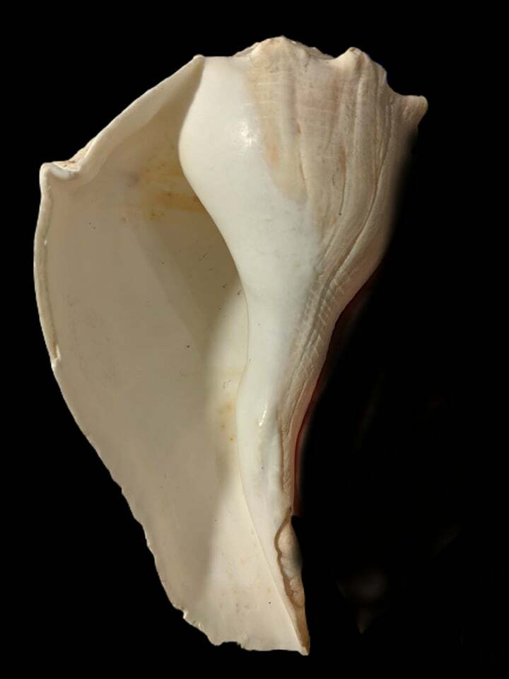 Lightening Whelk Trumpet Seashell Large Conch Huge Shell Large 11" | eBay
