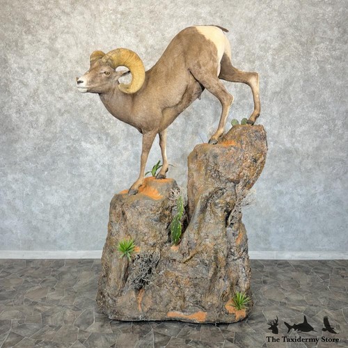 #29254 EL | Desert Bighorn Sheep Ram Life-Size Taxidermy Mount | eBay