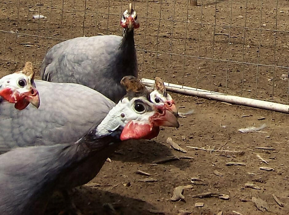 16+ Coral Blue Guinea Hatching Eggs | eBay