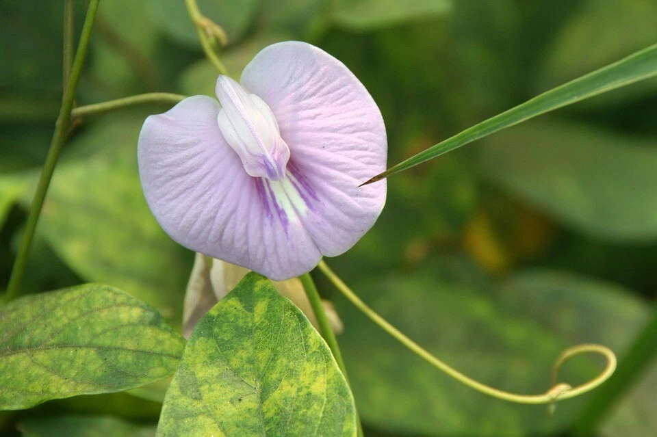 Clitoria Ternatea, Butterfly Pea, Asian Pigeonwings, 48% OFF