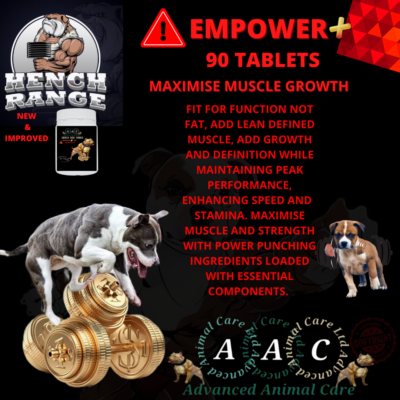 Muscular Dogs 5 Types Of Pit Bull Dog Breeds