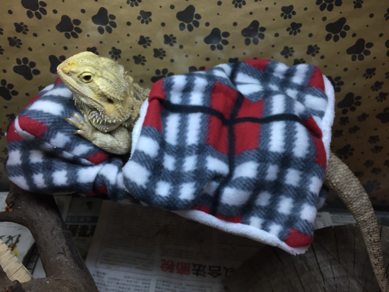 PLAID PRINT DESIGN1 LRG BED SOFTCOVERS SET/ NO ATTACH FRAME BED 4 ...