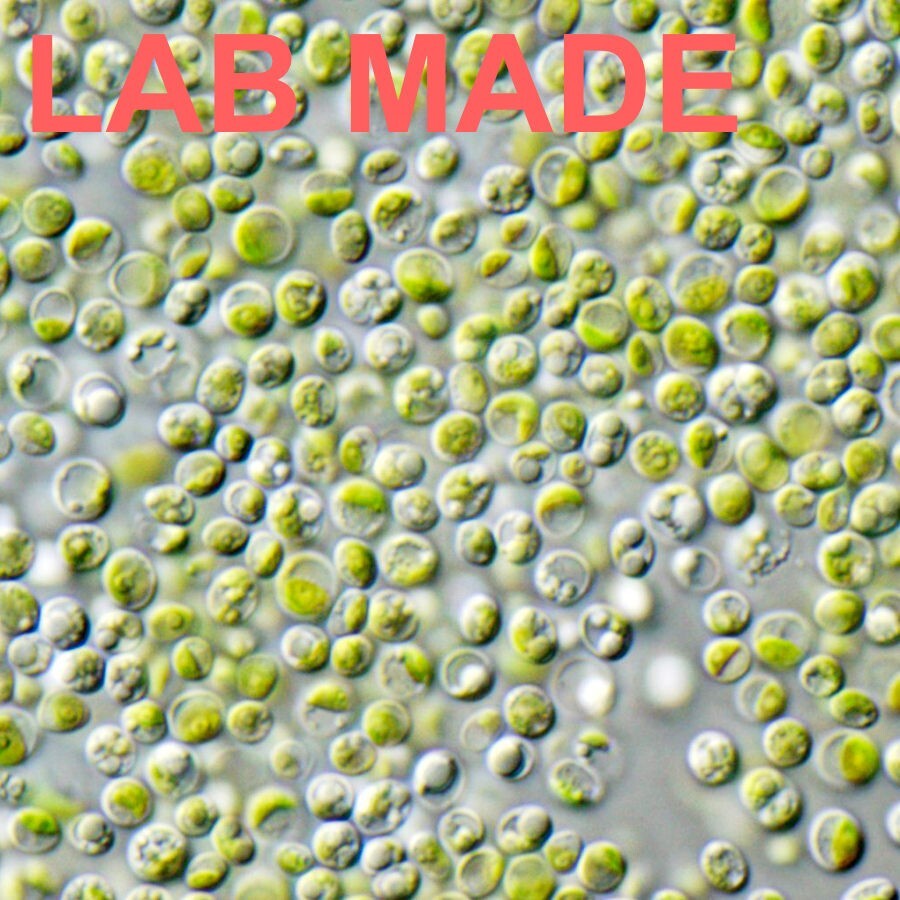 Chlorella pyrenoidosa Algae | Lab Made | Shrimp Breeding | Algae ...