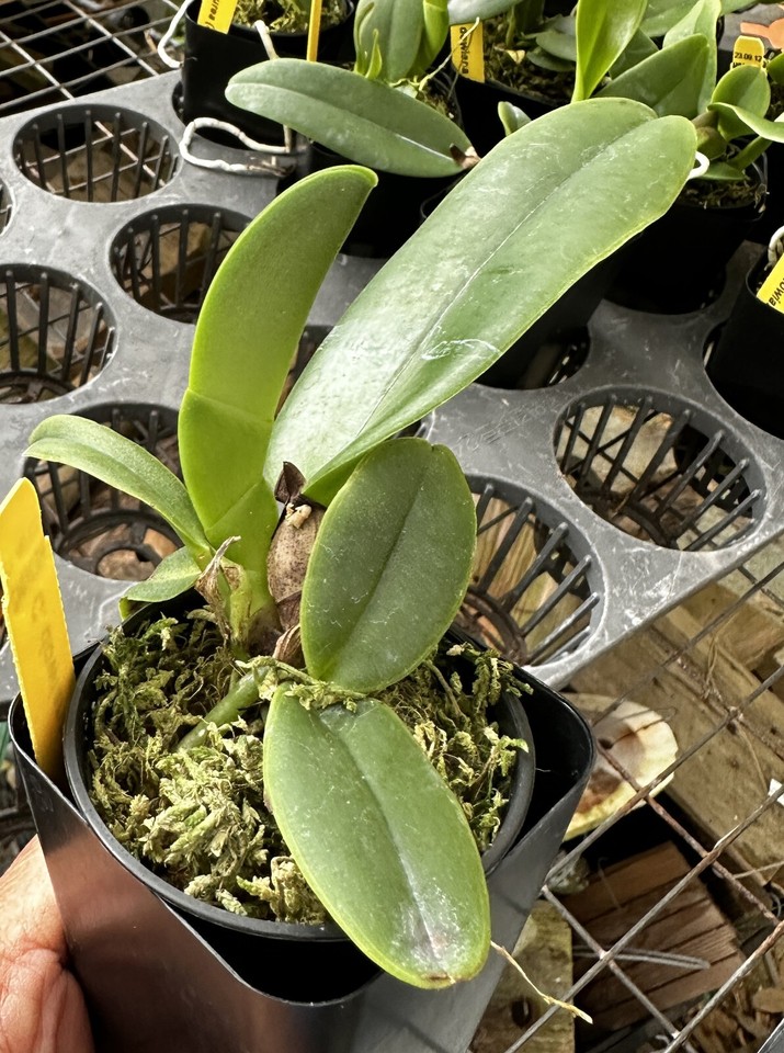 SELECT SALE - COSTA RICA CATTLEYA ORCHID SPECIES dowiana f. aurea large ...