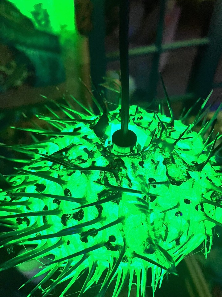 NEW 10” Puffer Fish Lamp w/green LED Tiki bar Smokin Tikis | eBay