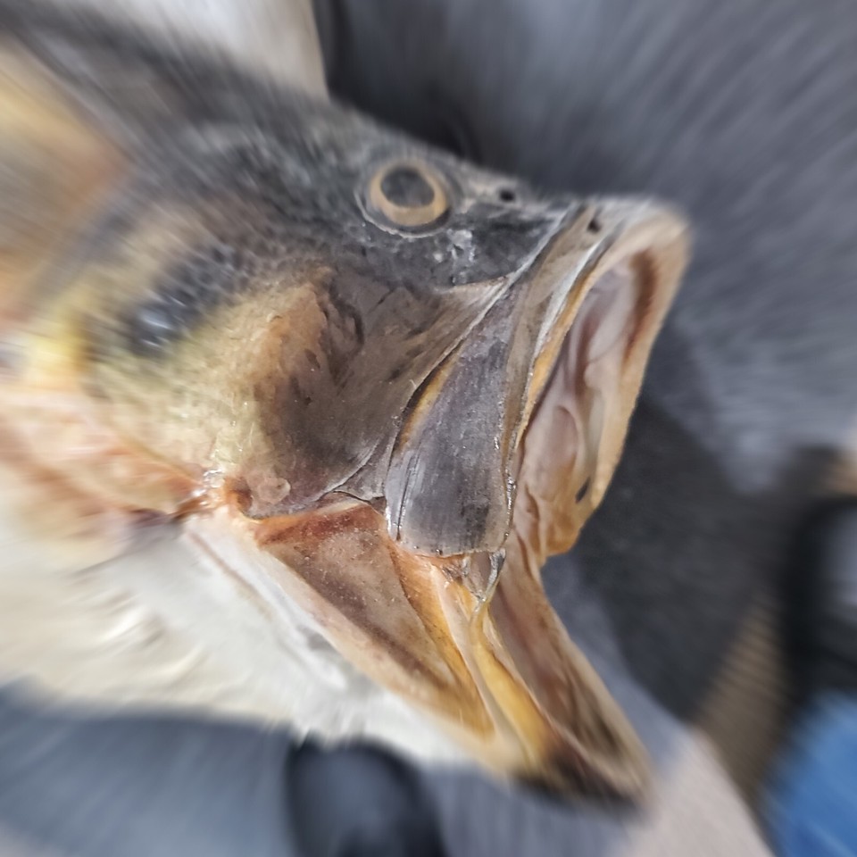 Largemouth Bass 10# 1 oz-.-Lake Kissimmee-- Real Skin Taxidermy--25 ...