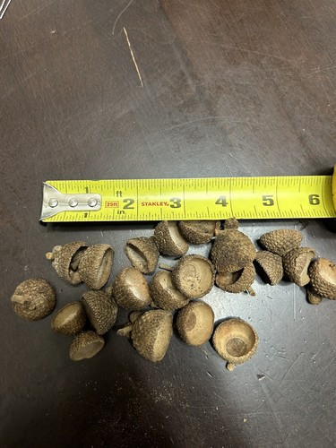 Natural Handpicked 100 Acorn Caps Assorted Sizes For Crafts Fall ...
