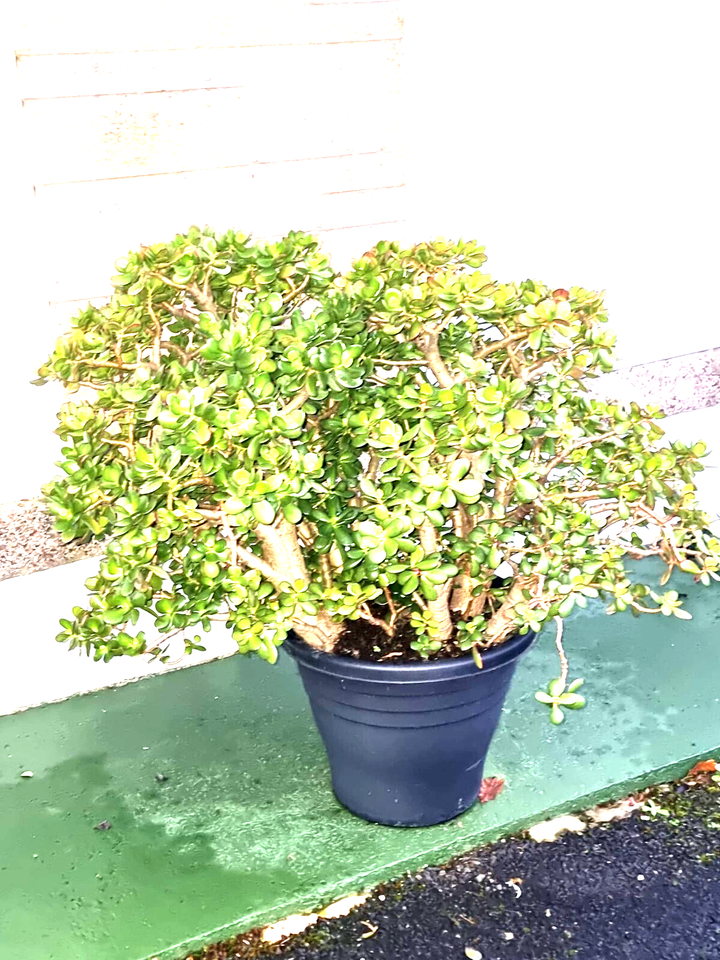 Jade Money Tree Jade Plant Good Luck Plantade Crassula Ovata money tree ...