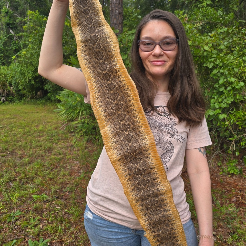 Rattlesnake skin hide pelt Leather Hide Eastern Diamond Back Costume ...