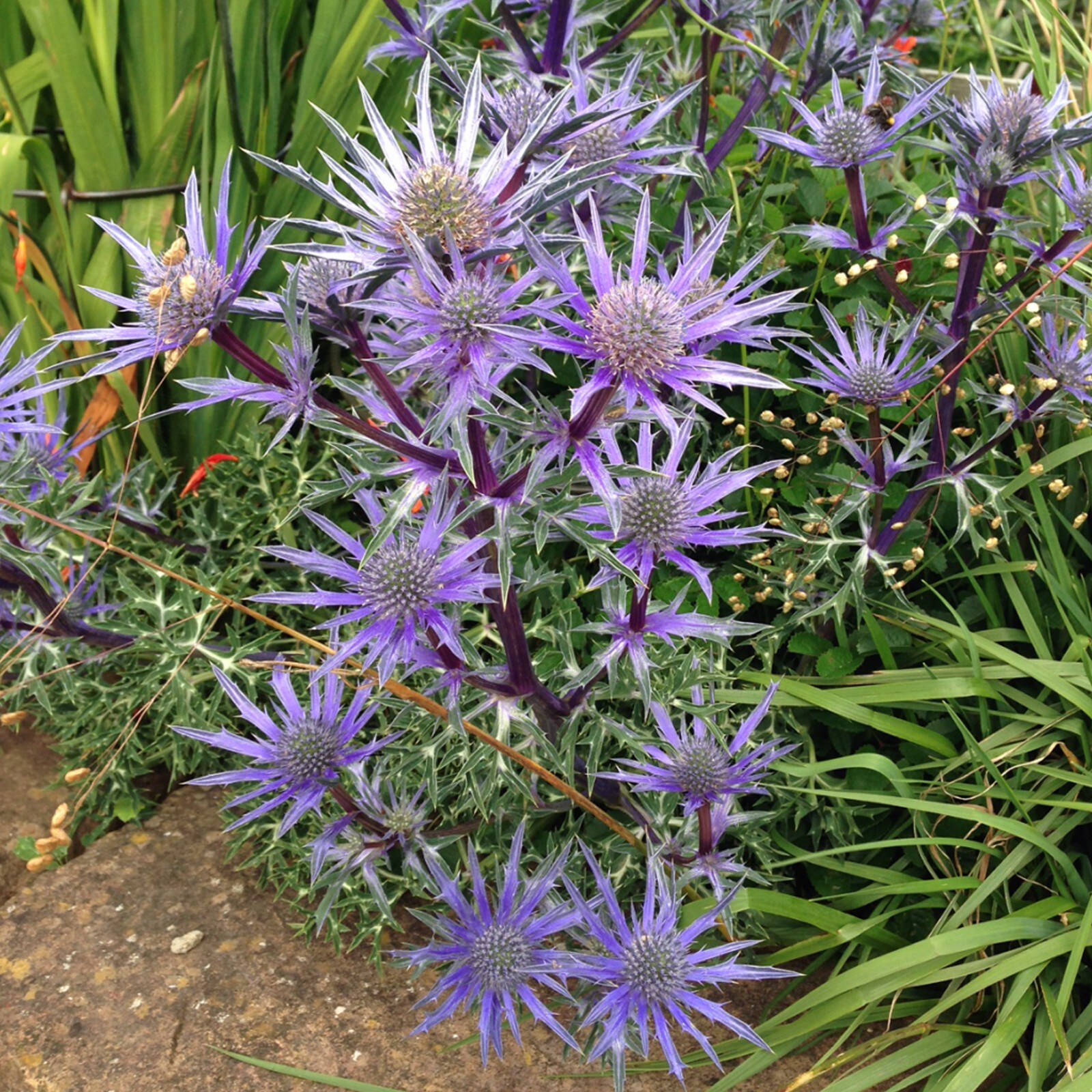 3 x Eryngium Picos Amethyst - Rare New Variety of Sea Holly in 9cm Pots ...