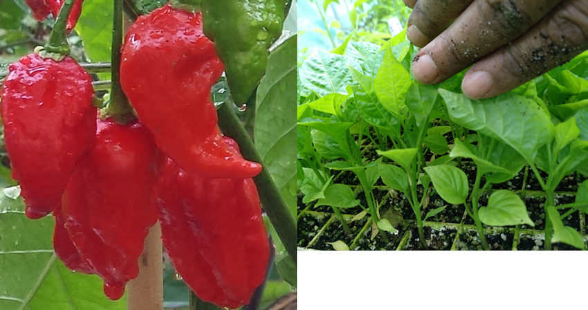 Naga Viper Chilli