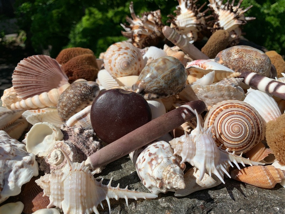 Huge Lot of Beautiful Seashells 5+ LBS Sea Shells Best Price! Free Ship ...