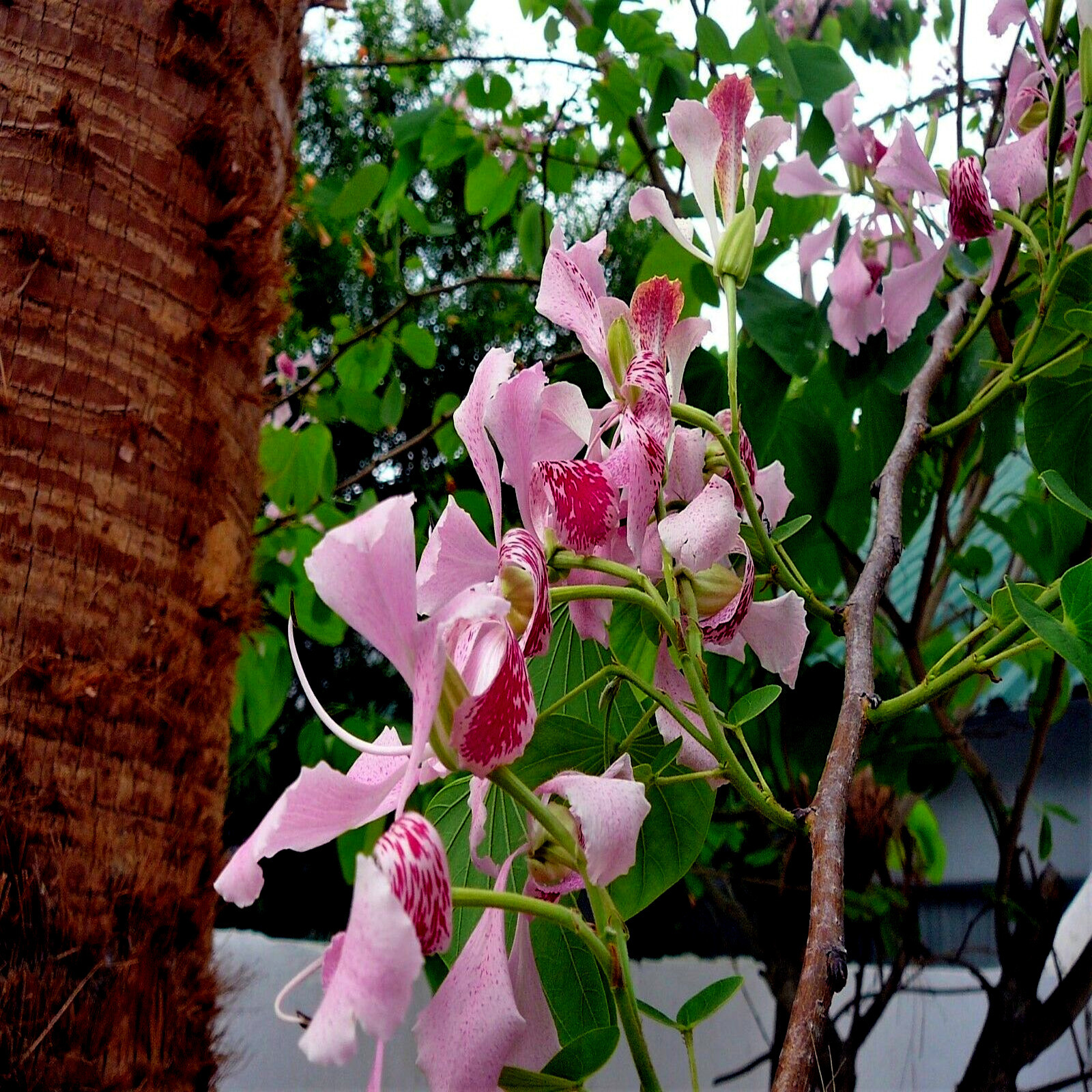 Pink Orchid Tree Seeds (Bauhinia monandra) Tropical Butterfly Flower ...