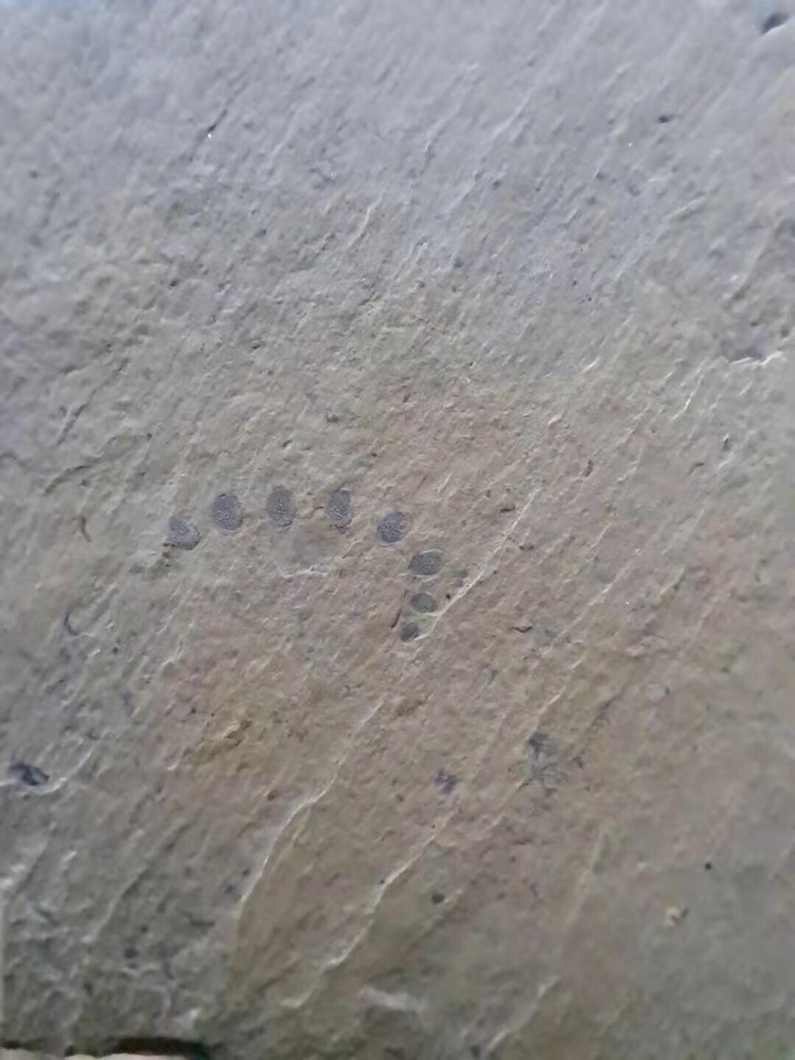 Very rare fossils of Microdictyon | eBay