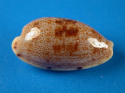 Cypraea alisonae, Excellent Dark Pattern, 26.0mm, Hawaii Shell | eBay