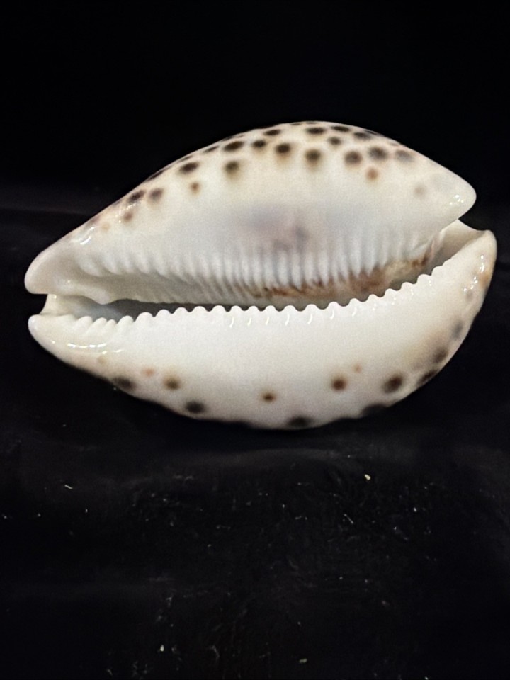 Cypraea Tigris 84.2mm No Collection Data (E206) | eBay