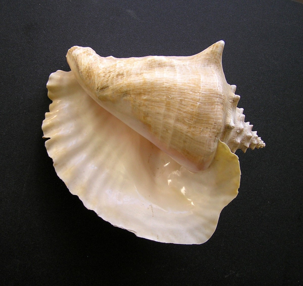 Queen Conch Shell Pictures