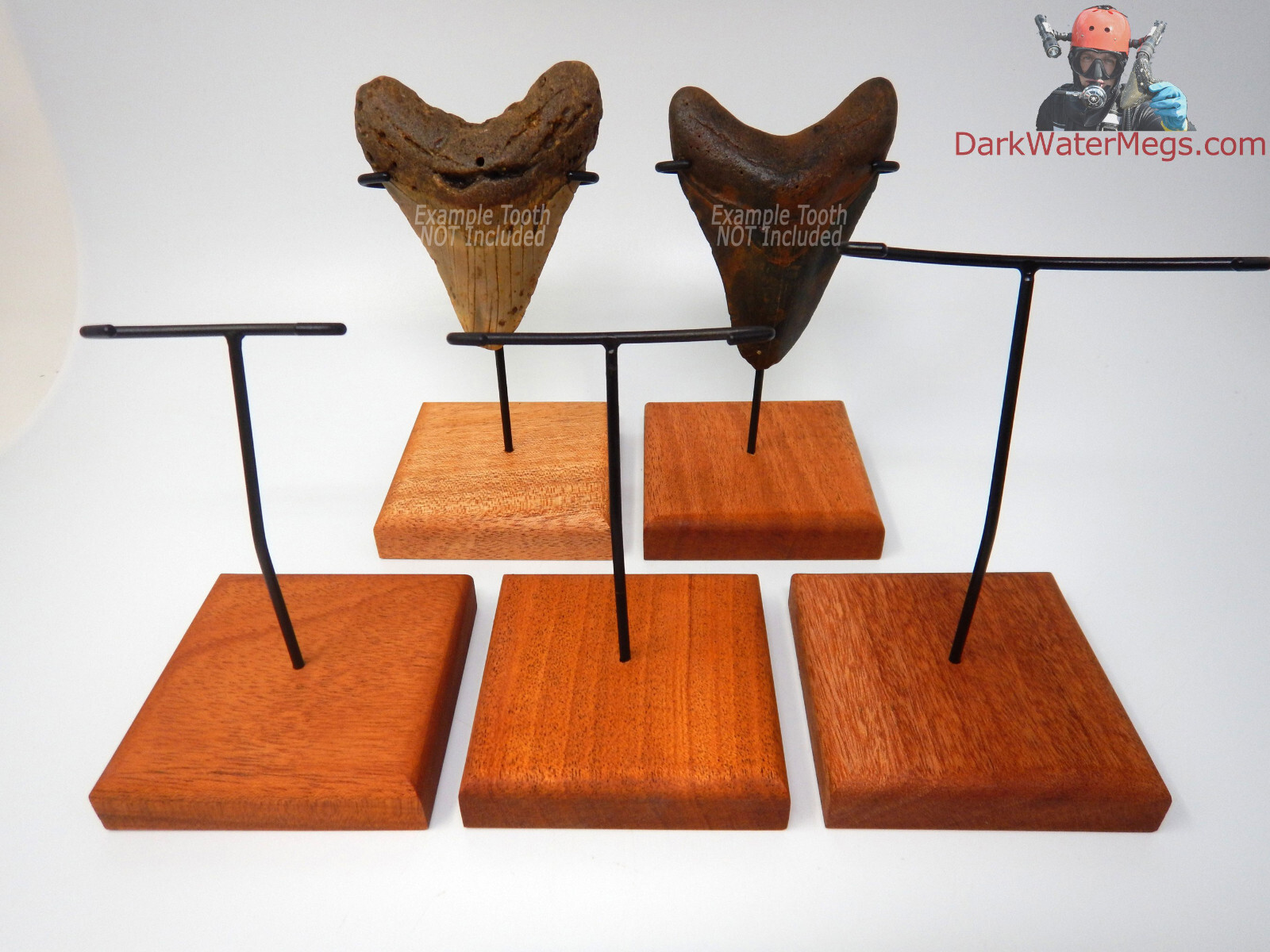 L Mahogany Megalodon Shark Tooth Display Stand - Wood Base - Metal ...