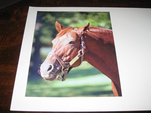 Original 8 X 10 --1988 Head Photograph of Secretariat | eBay