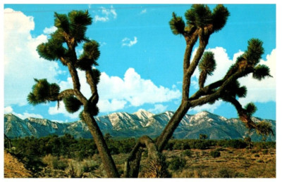 Joshua Tree Cact Card Spediti 1967 | eBay