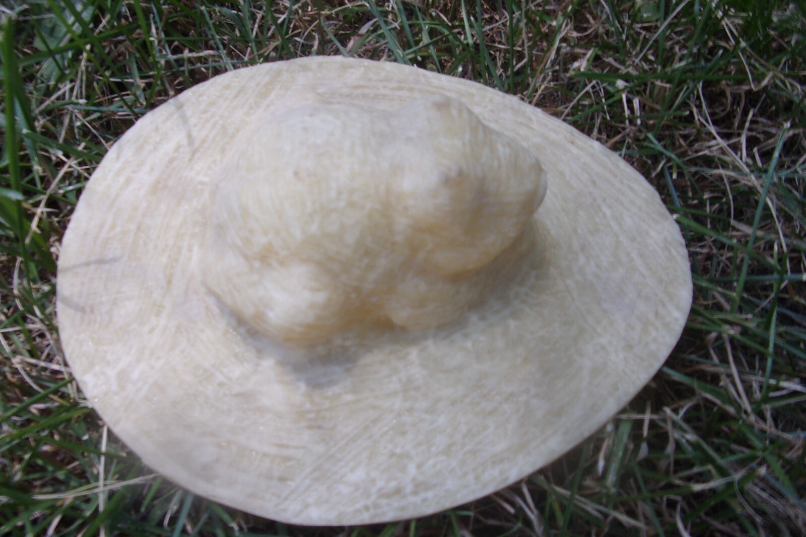 Latex frog mold plaster concrete casting toad cement mould 3.5" x 2.5 ...