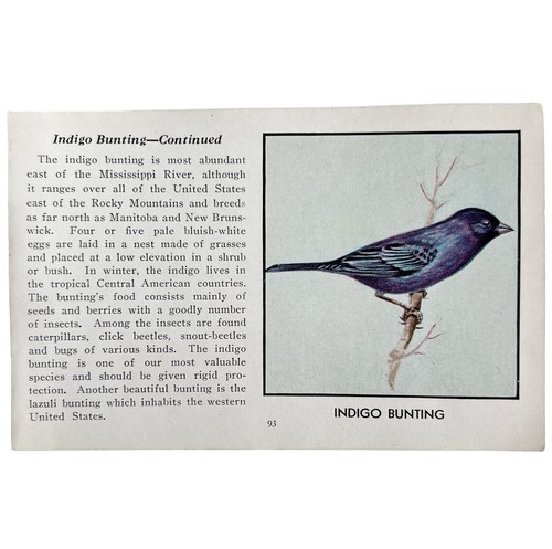 Indigo Bunting Bird Print 1931 Blue Book Birds Of America Antique Art ...