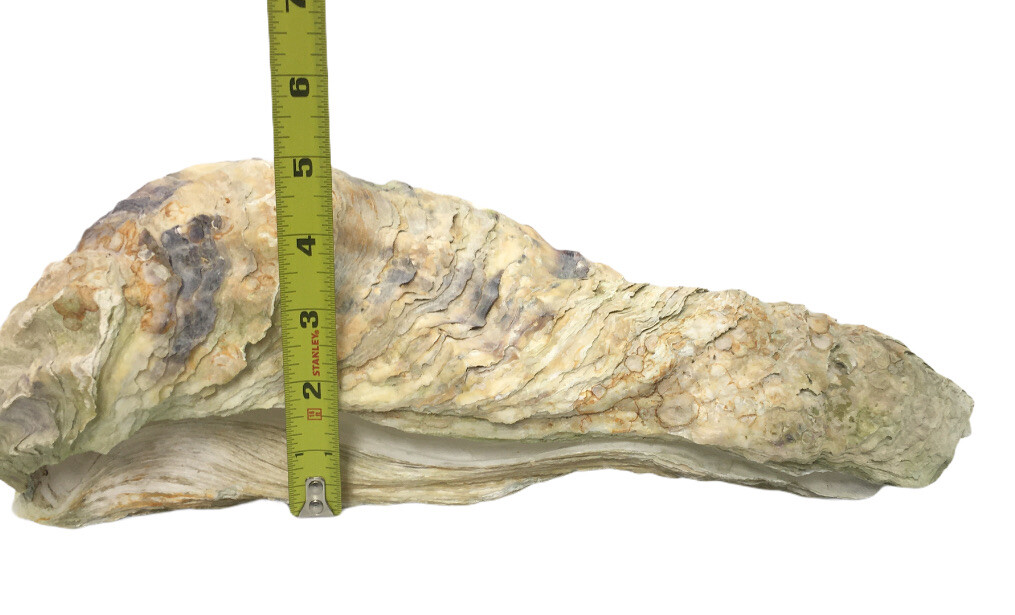 EXTREMELY RARE 14 INCH GIANT PACIFIC OYSTER SEA SHELL 50+ Year OLD (3lb ...