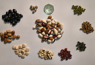 50 g Unusual Bean Varieties mix! 10 + Varieties For Exciting Growing ...