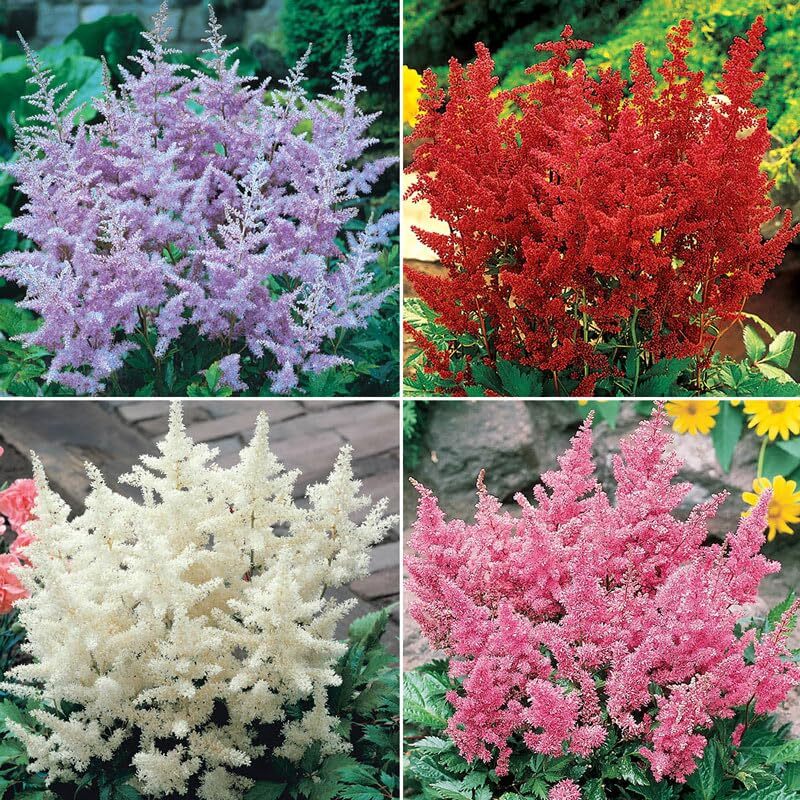 Votaniki Astilbe Mix Roots- Astilbe Mixed Colors | Perennial Astilbe ...