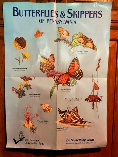 Butterflies of Pennsylvania Poster 28x20 Mark Klingler John Rawlins Ted ...