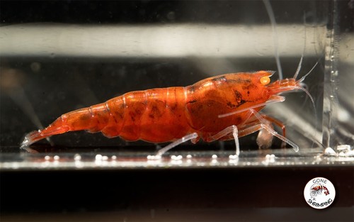 5 ORANGE EYE RED DEVIL FRESHWATER CARIDINA AQUARIUM SHRIMP | eBay