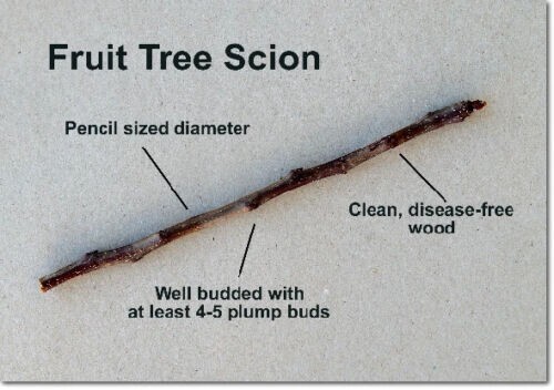 Cherry Fruit tree scion wood grafting material Ulster, Stella, Lapins ...