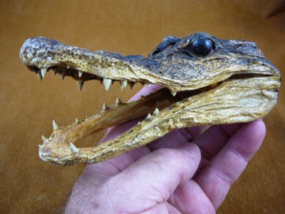 (G-Def-236) 5" Deformed Gator jaw ALLIGATOR Aligator HEAD teeth skull ...