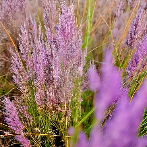 500 Purple Love Grass Seeds (E. spectablis) | Ornamental Flowering ...