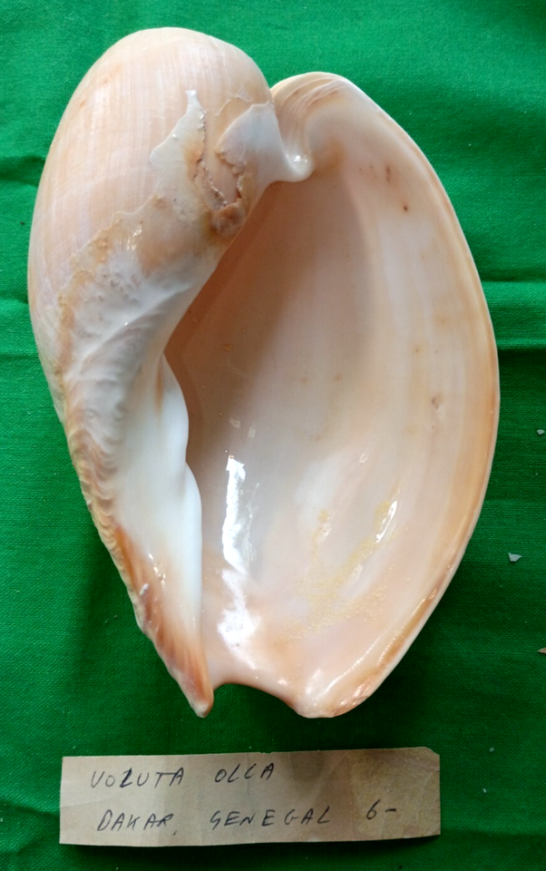 Voluta olla (Cymbium olla) #M0391 Senegal 120mm | eBay
