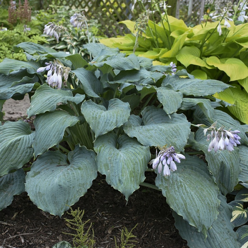 Hosta Diamond Lake Rooted 5.25" Pot Perennial Proven Winners Hosta of ...