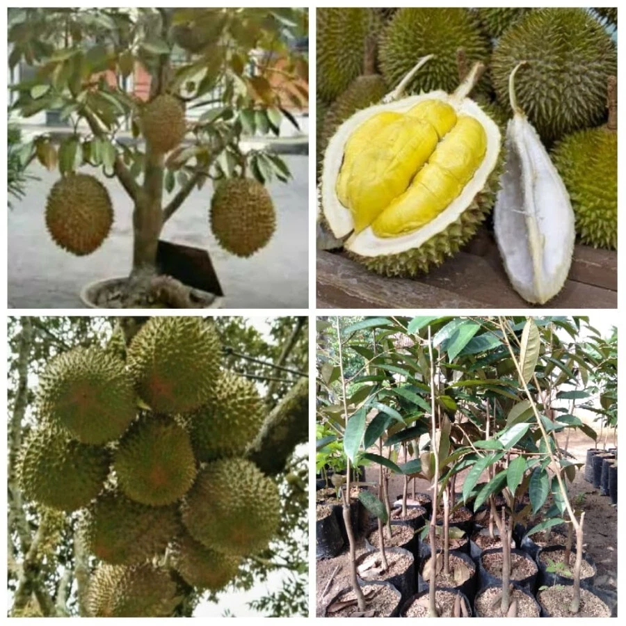 Durian Tree Fruit