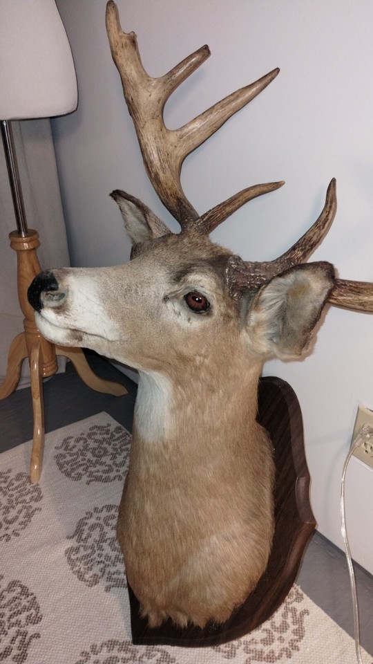 Trophy 10 Point Wild Maine 149 Huge Whitetail Deer Shoulder Mount ...