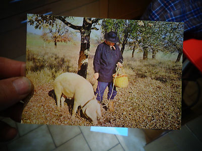 En Périgord Cochon chercheur de Truffe Editions René Marsac sur l'Isle ...