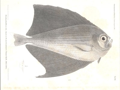 Original c.19th c Antique Fish Print - Steindachner & Doderlein - Fish ...