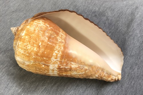 Strombus galeatus (Giant Eastern Pacific Conch) app. 15.5cm/ 165mm ...