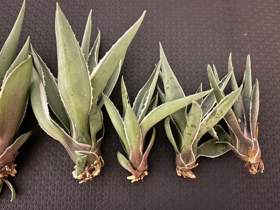 6 Variegated Agave Plant Live Pup Bare Root Thick Leaves 2-4” (3-4”And ...