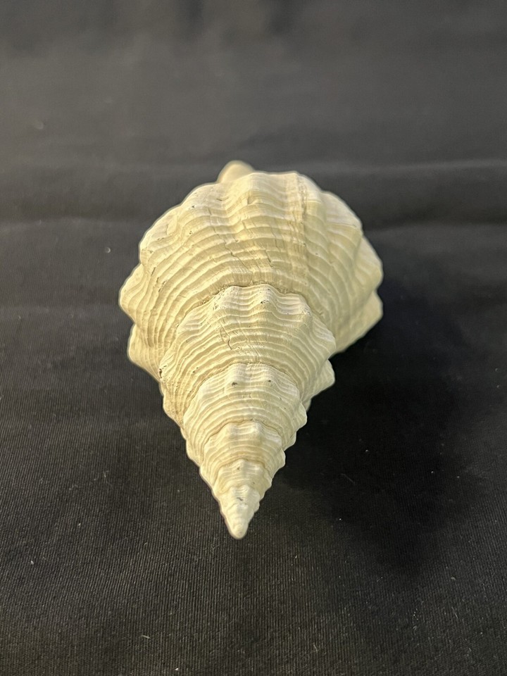 RARE Fossilized JUVENILE HORSE CONCH Shell From Central Florida ...